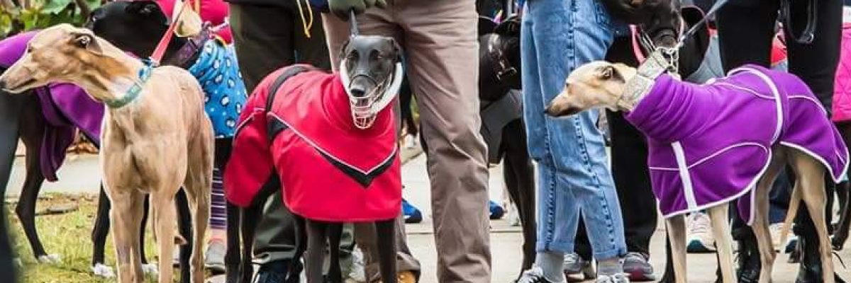 Great Global Greyhound Walk back again for a tail-wagging good time ...