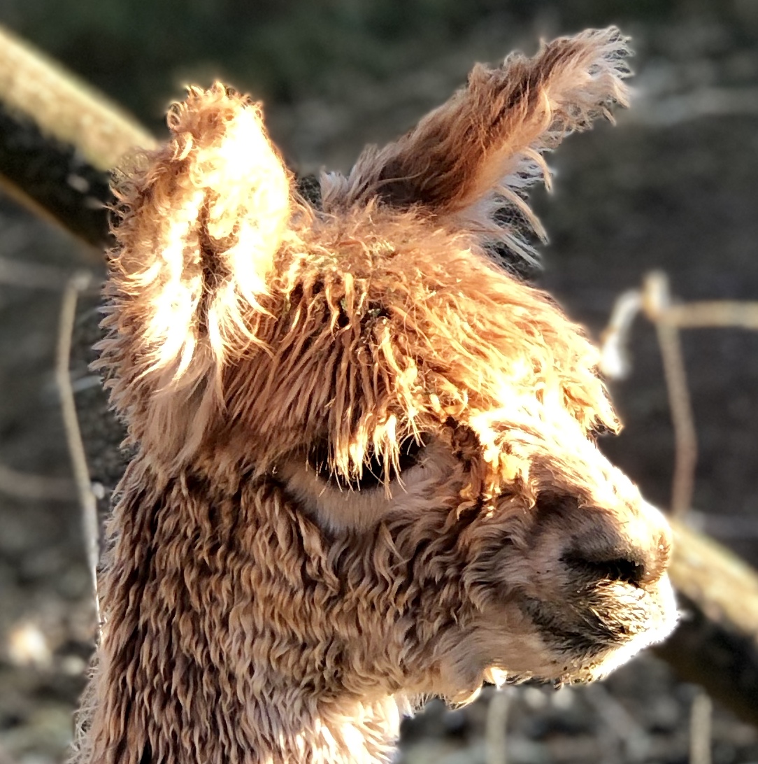 Soft power: Country's finest on show for Alpaca Nationals at EPIC ...