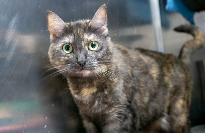 RSPCA’s Pets of the Week – Gem & Mitzy | This is Canberra