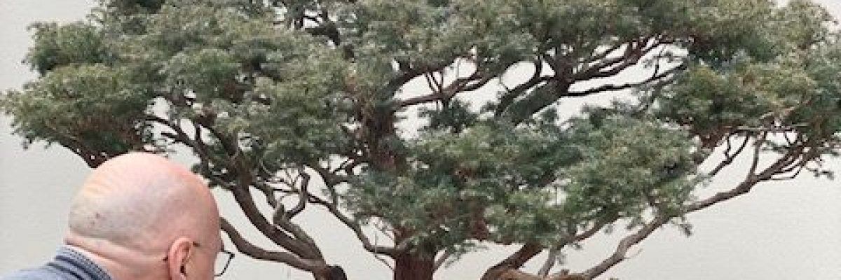 Honey, I shrunk the trees | This is Canberra