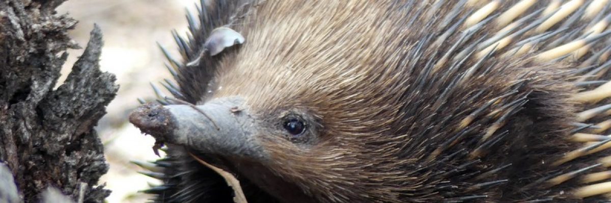 Echidnas are prickly but friendly Canberra locals | This is Canberra