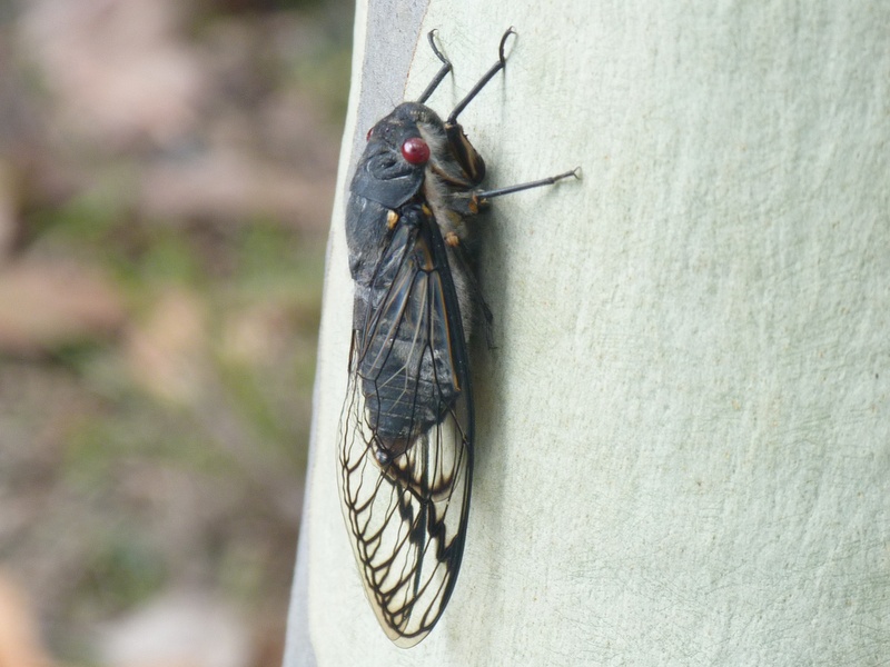 Cicadas, the soundtrack of summer in Canberra and the coast | This is ...